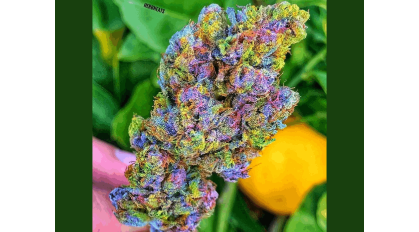 Rainbow Weed