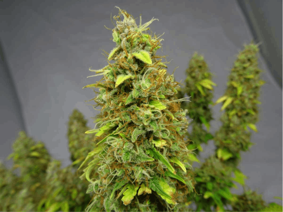Overgrown Taste Buds